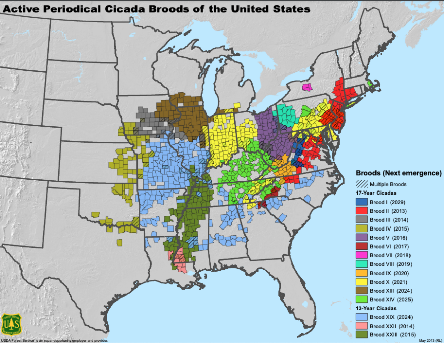 Cicada invasion 2025: Where will the insects emerge this year? - Ennice ...